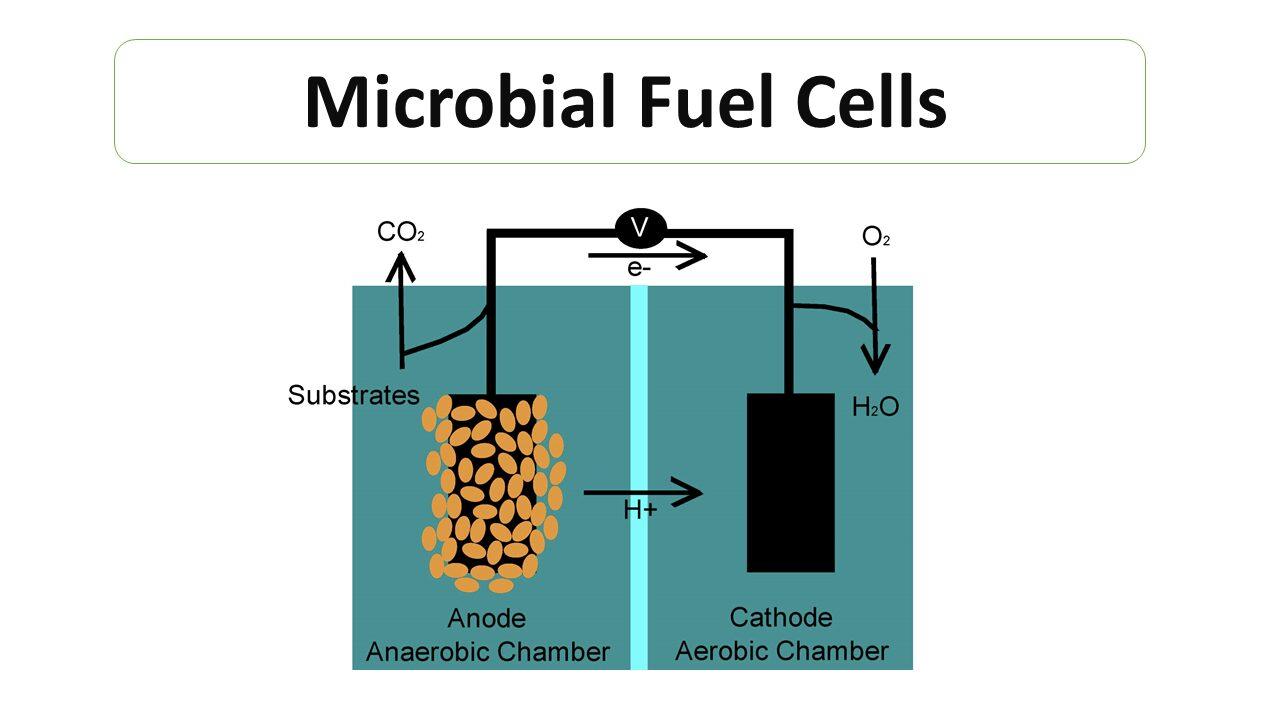 Pembangkit listrik Microbial Fuel Cell (MFC) - HMJ Fisika UINAM